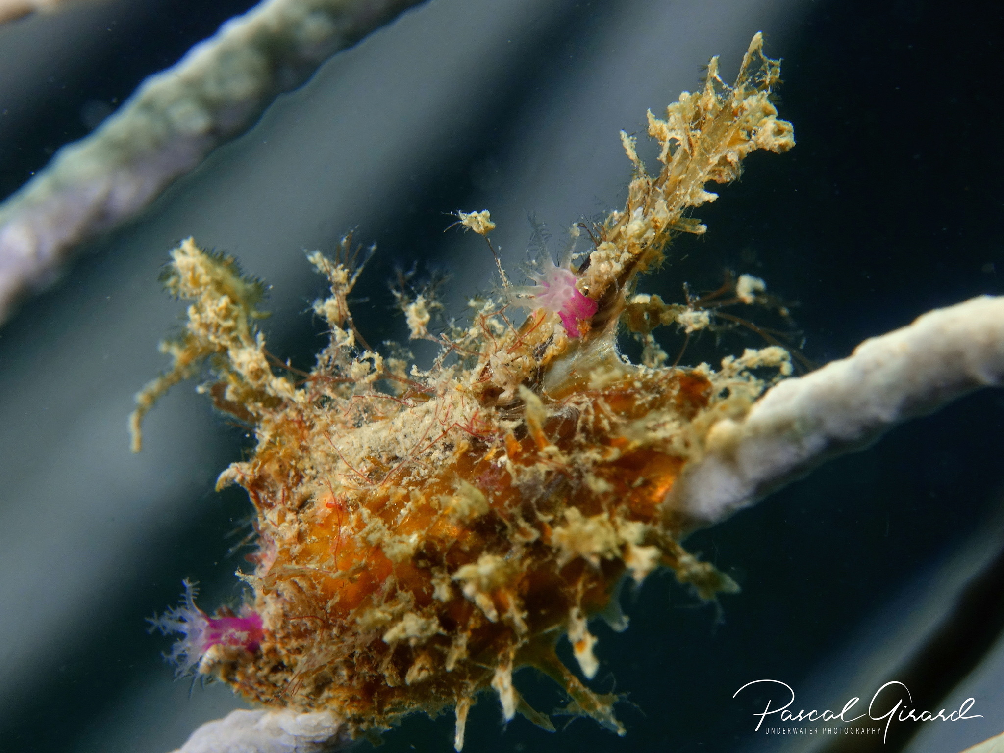 Pteria hirundo (Linnaeus, 1758)