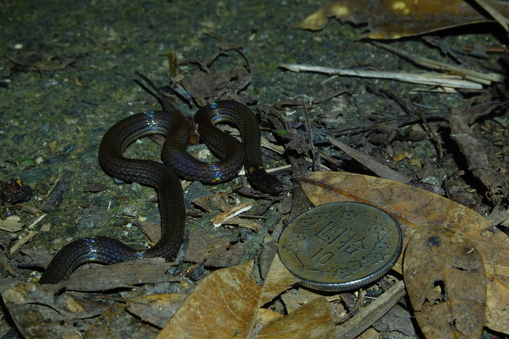 Collared Reed Snake from Taipei, Taiwan on June 16, 2021 at 10:38 PM by ...