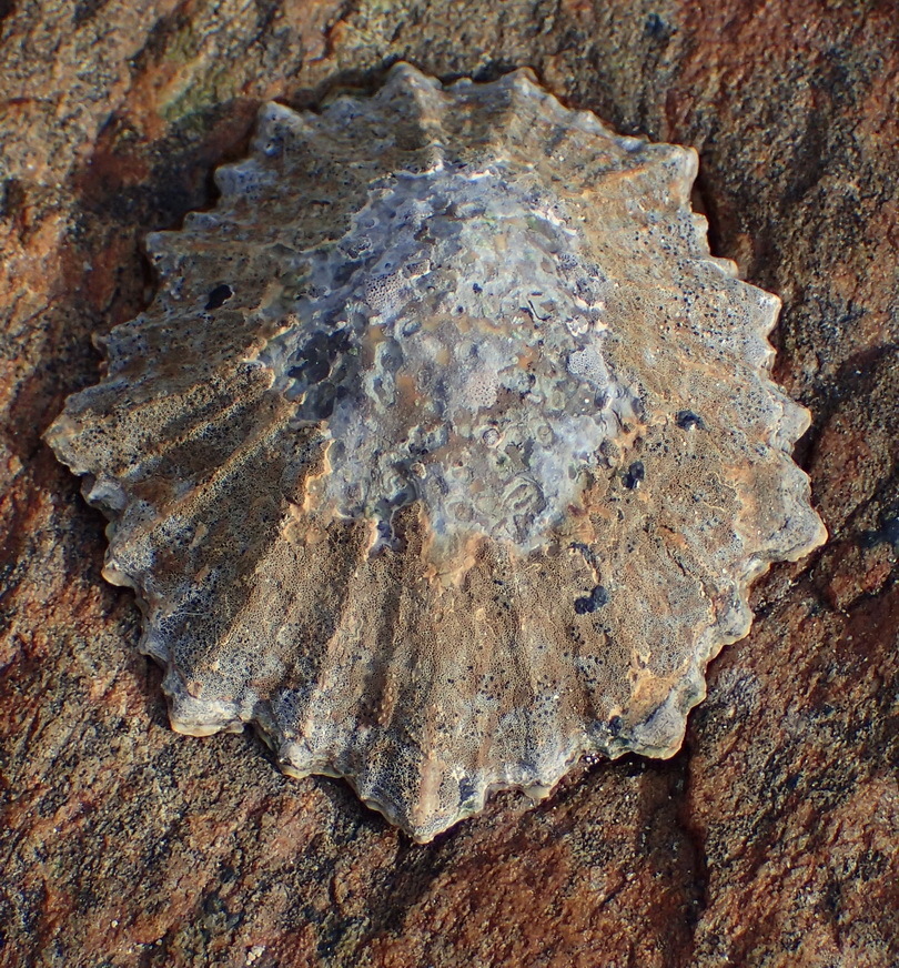 Goat Eye Limpet from Buffels Bay, 6570, South Africa on July 26, 2021 ...