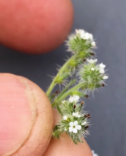 cleveland's cryptantha (Variety Cryptantha clevelandii clevelandii ...