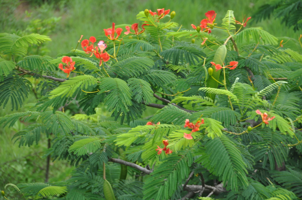 Flamboyant from Koel's Pizzeria Cross, Road, Hanumanthappa Layout ...