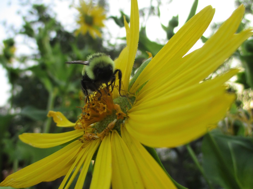 Rusty-patched Bumble Bee in July 2021 by waldschmidt67 · iNaturalist