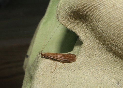 Ceraclea fulva · NaturaLista Colombia