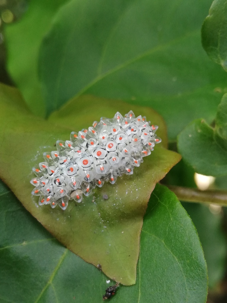 Jewel Caterpillar Moths (Dalceridae) - Butterflies and Moths
