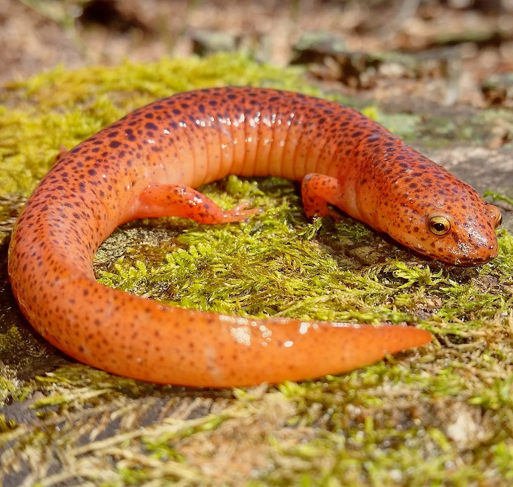Red Salamander in March 2018 by Tristan Clark. Found along a sand ...