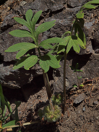 Dwarf Waterleaf (Variety Hydrophyllum capitatum capitatum) · iNaturalist