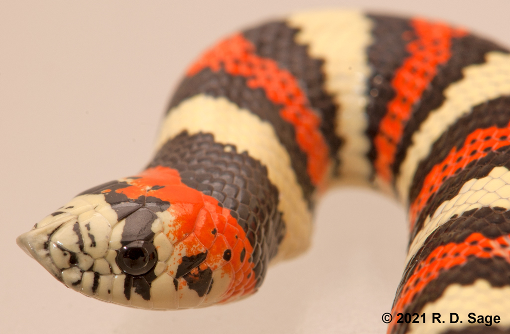 Xenodon semicinctus (Duméril, Bibron & Duméril, 1854)