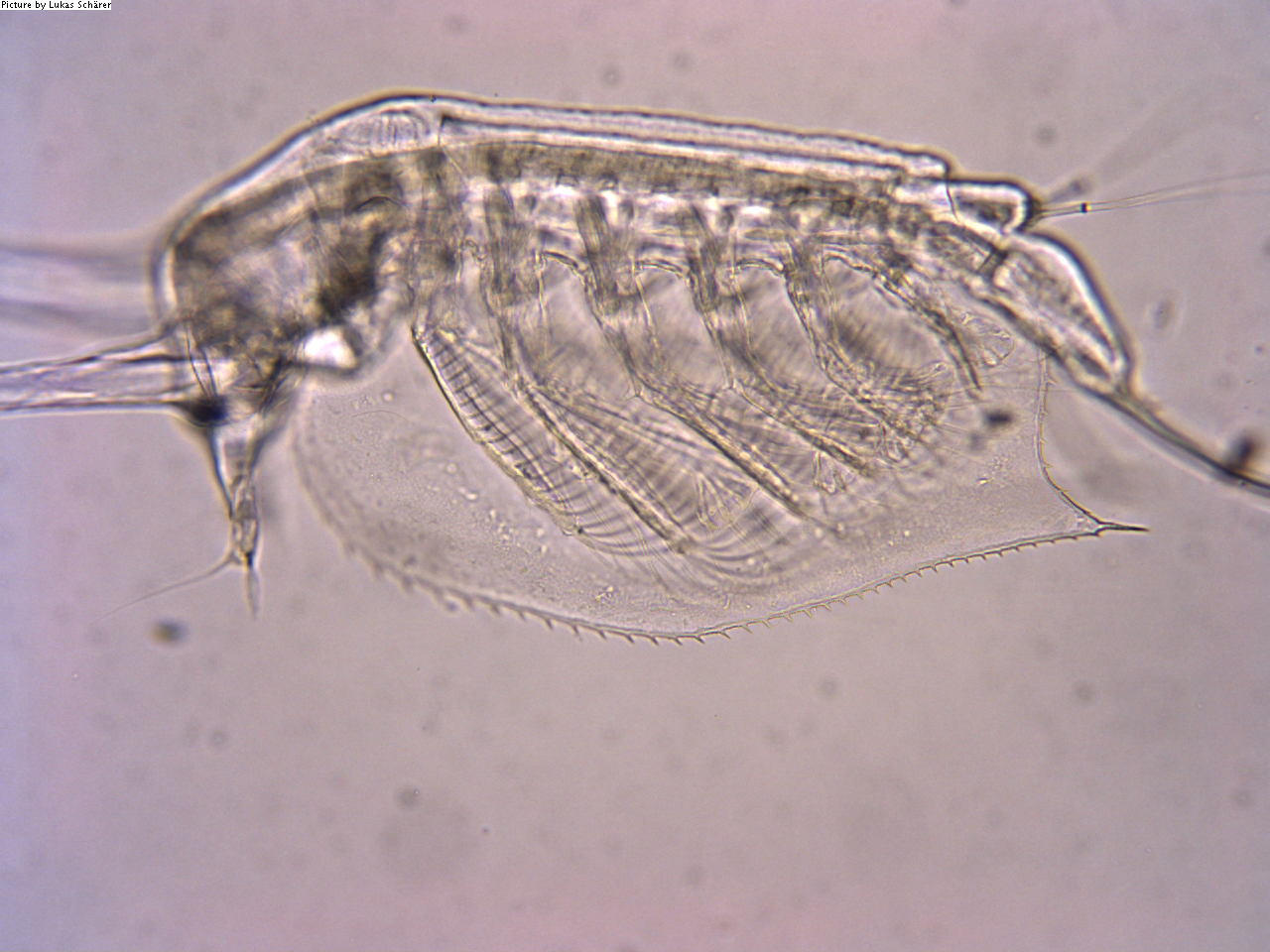 Penilia avirostris Dana, 1849