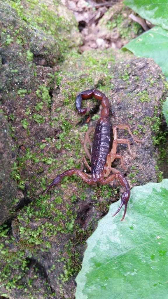Slender Brown Scorpion from San Francisco, Honduras on July 27, 2021 at ...