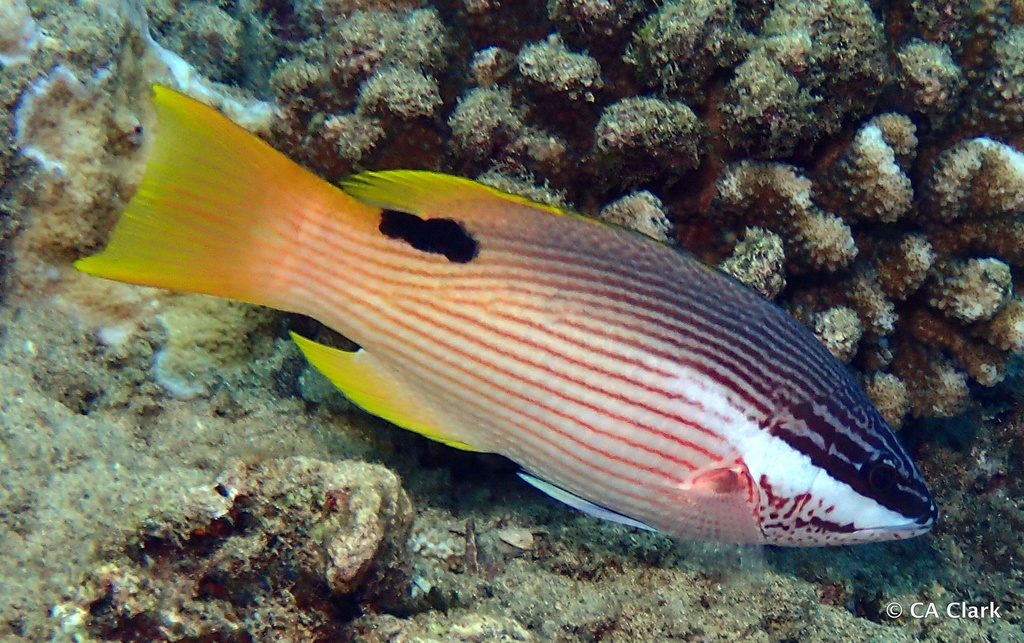 Hawaiian Hogfish (Reef Fish of the Hawaiian Islands) · iNaturalist