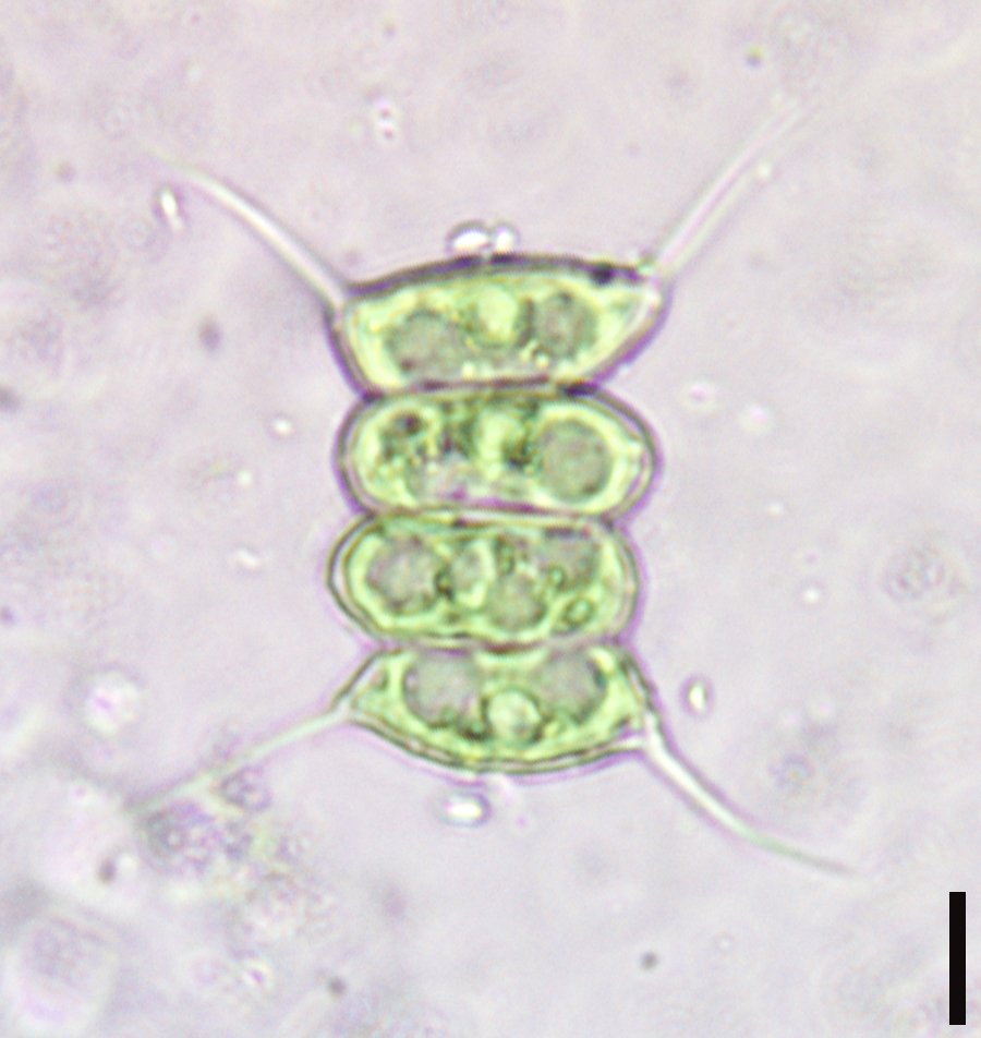 (Desmodesmus) - Botanical Realm