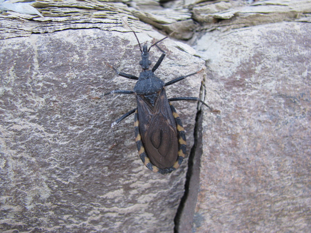 Triatoma infestans from Merlo, San Luis, Argentina on July 06, 2009 at ...
