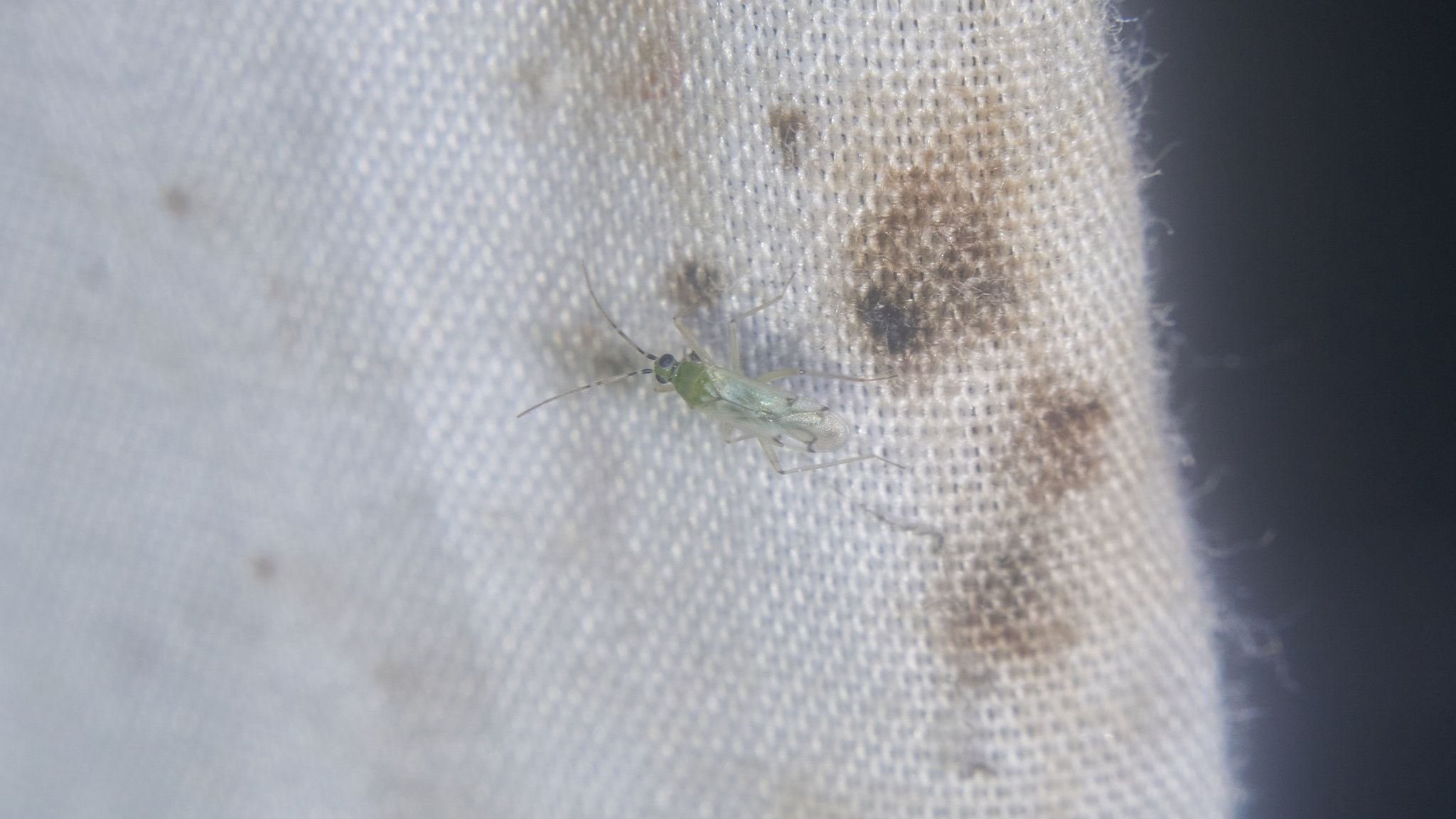 Nesidiocoris tenuis (Reuter, 1895)