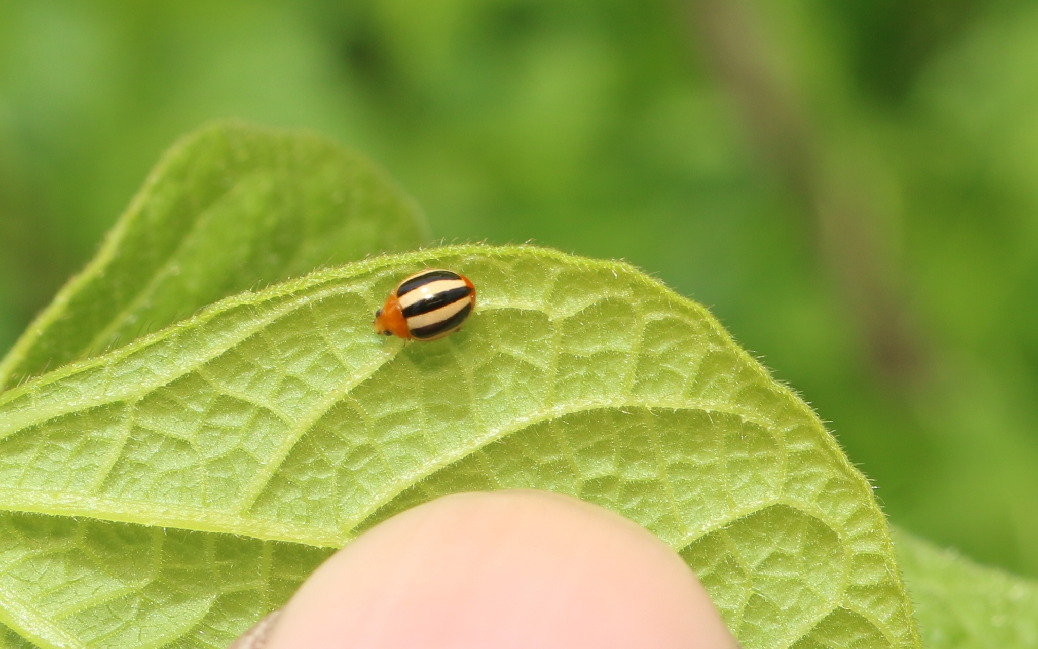 Brumoides E.A.Chapin, 1965