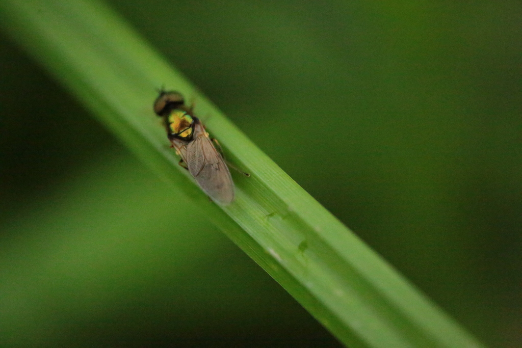Broad Centurion Fly from Poppendorf, Österreich on July 24, 2020 at 06: ...