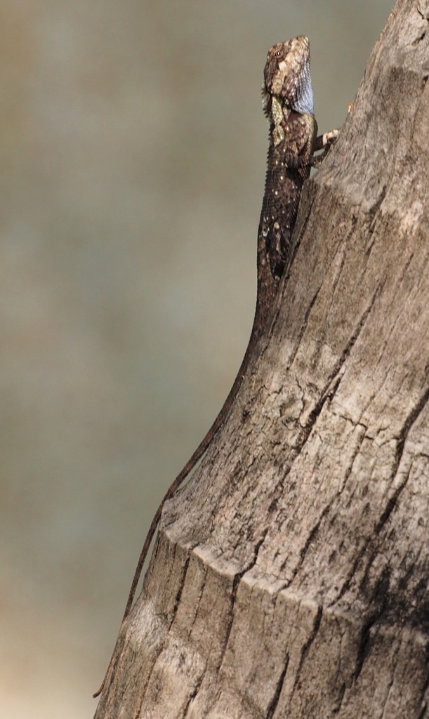 Siamese Blue Crested Lizard in January 2015 by James Maughn · iNaturalist