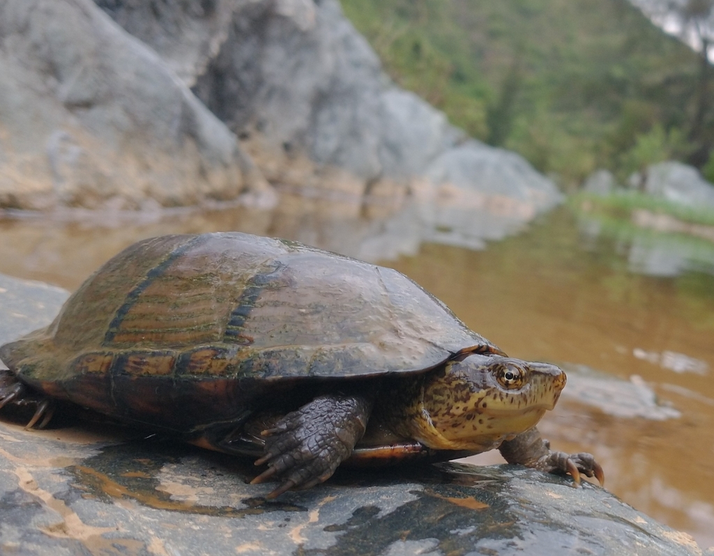 Mexican Mud Turtle from 36246 Gto., México on July 10, 2021 at 01:55 PM ...