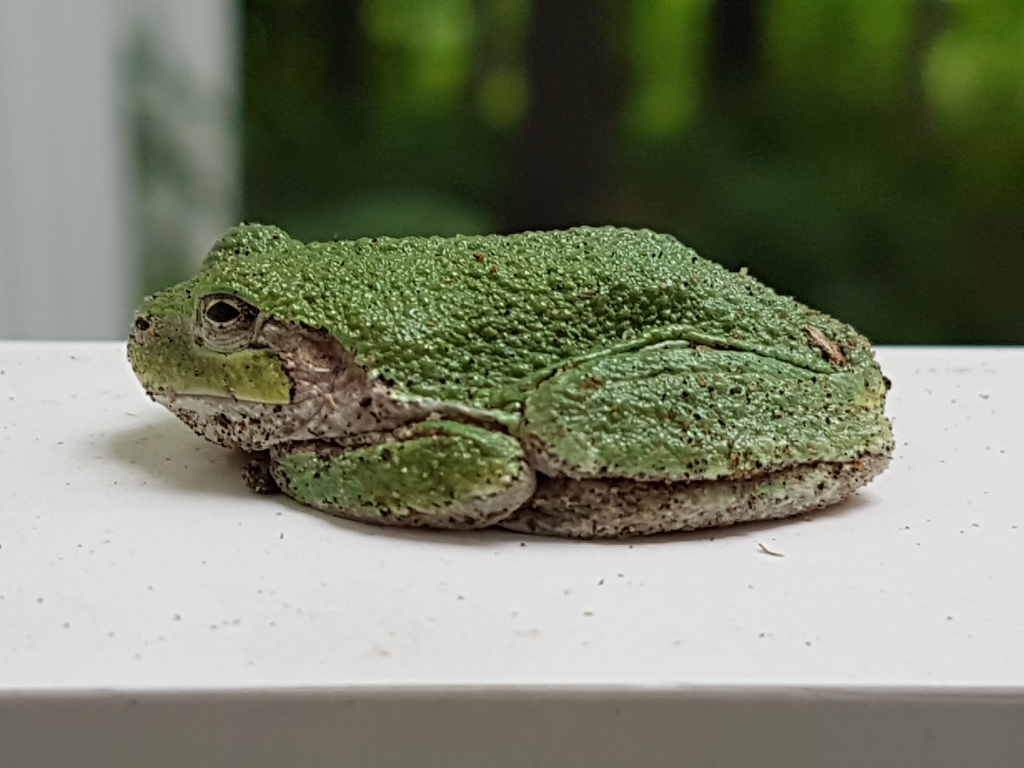 Gray Treefrog from Sainte-Anne-des-Plaines, QC J0N 1H0, Canada on July ...