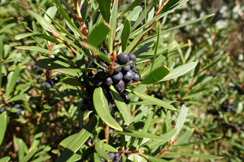 Alpine Pepper (Subspecies Tasmannia xerophila xerophila) · iNaturalist
