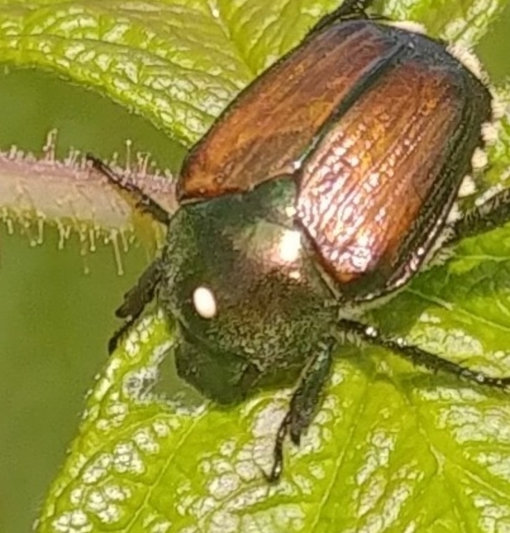 Winsome Fly from Saint Stephen, NB E3L 1K4, Canada on July 25, 2019 by ...