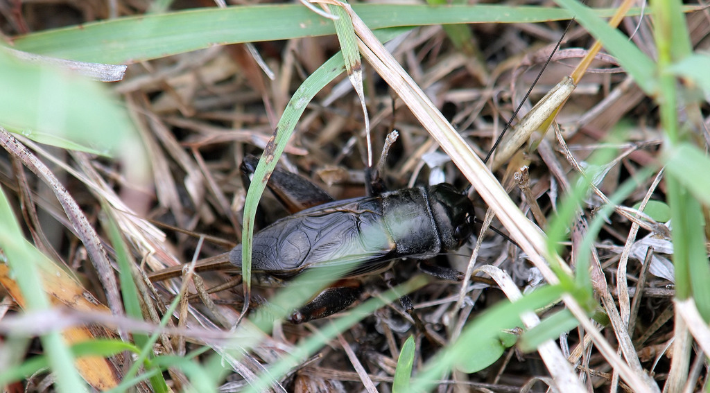 Gryllus from Dallas, TX, USA Winfrey on August 14, 2018 at 09:39 AM by ...