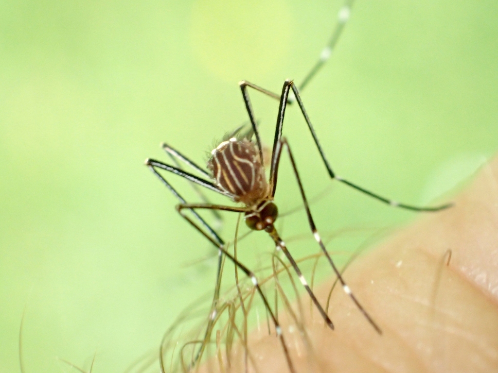 Striped Mosquito from Wainuiomata, Wellington on January 06, 2015 at 04 ...