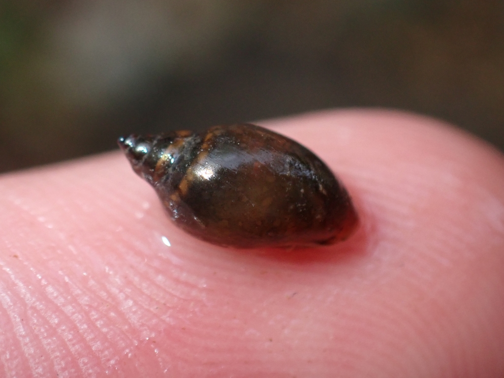 Acute Bladder Snail from River Oaks/Brookhollow, Abilene, TX 79605, USA ...