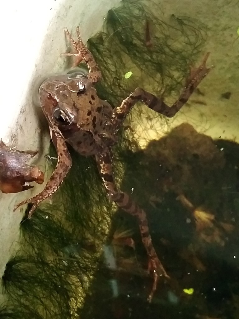 European Common Frog from South Kensington, London, UK on July 27, 2021 ...
