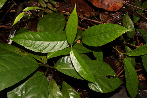 Urceola torulosa · iNaturalist