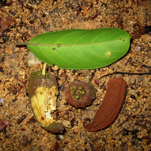 Genus Vatica · iNaturalist