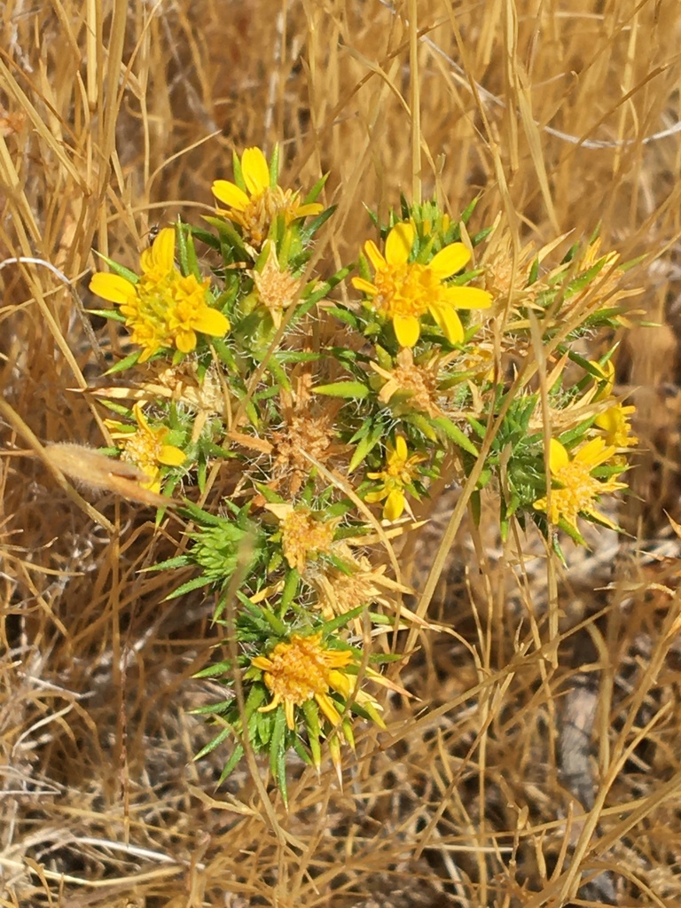Spikeweeds from Springtown, Livermore, CA, US on July 27, 2021 at 11:16 ...