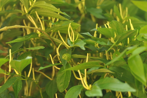 Piper chaba · iNaturalist United Kingdom