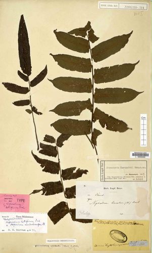 Pronephrium menisciicarpon · iNaturalist