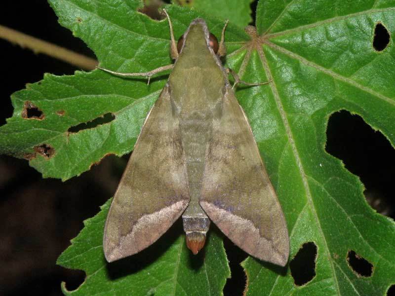 Nephele comma (kruger national Insects) · iNaturalist