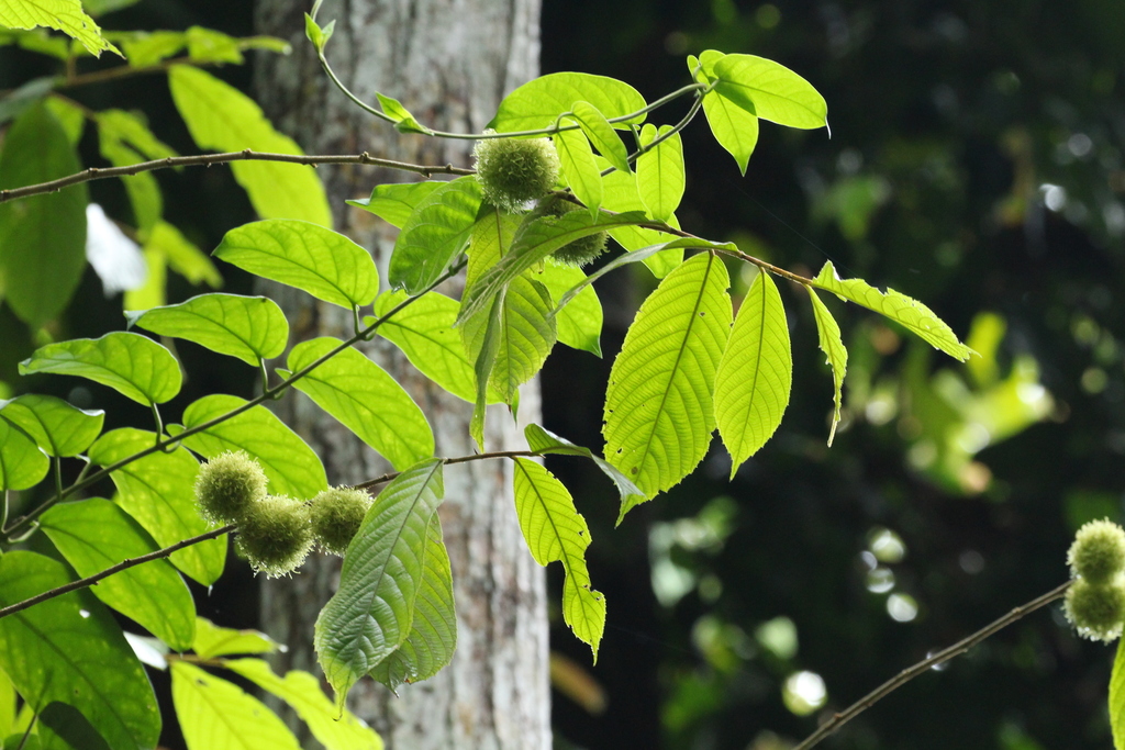 (Rinorea anguifera) - Botanical Realm