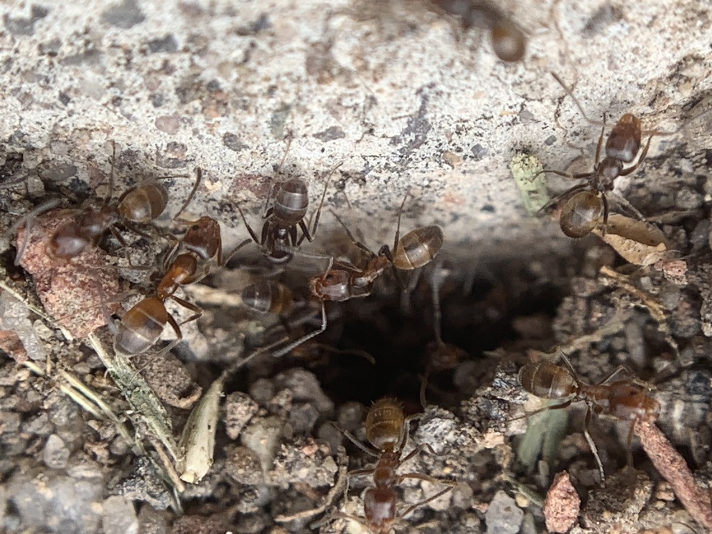 Forelius mccooki from Willcox, AZ 85643, USA on July 1, 2021 at 09:17 ...