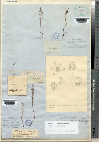 Sciaphila maculata · iNaturalist