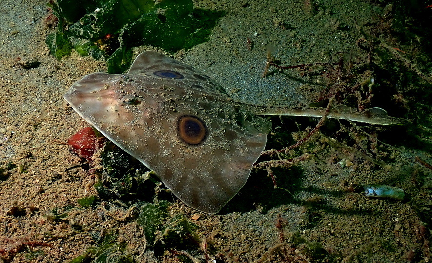 Big Skate (NorthEast Pacific Deep Exploration Project (a MLNEP guide ...