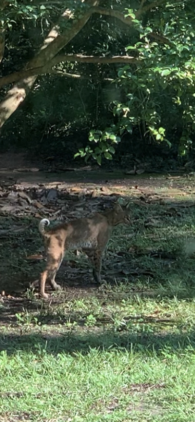 Bobcat from Peltier Dr, Ponchatoula, LA, US on July 27, 2021 at 07:11 ...