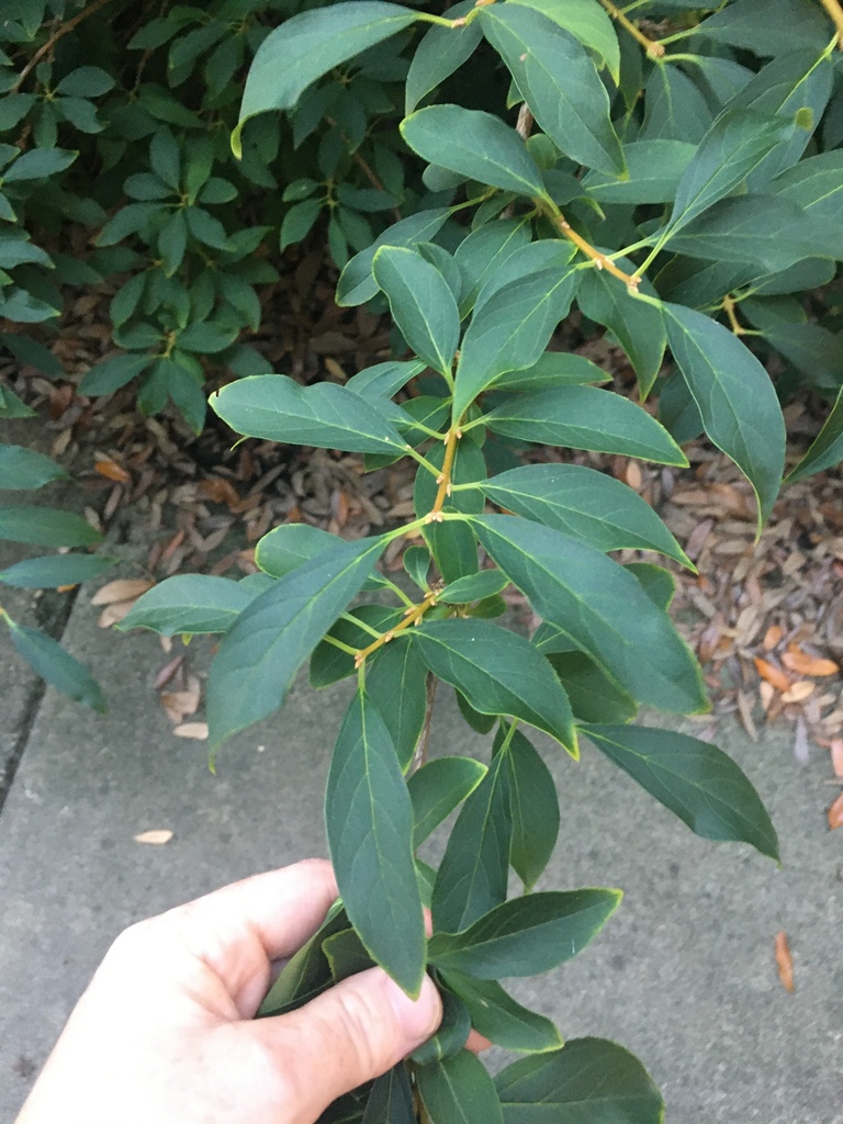 Forsythias from University of Southern Mississippi Walker Science ...