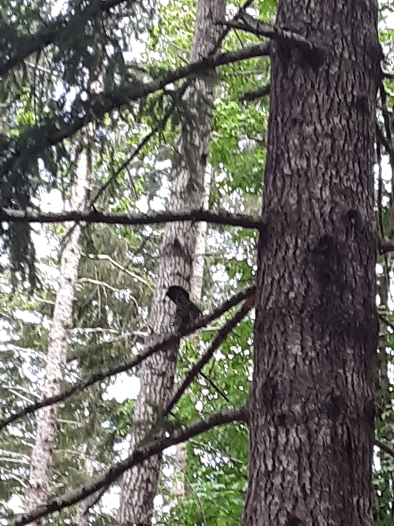 Ruffed Grouse from Elkton, OR 97436, USA on July 27, 2021 at 09:08 AM ...