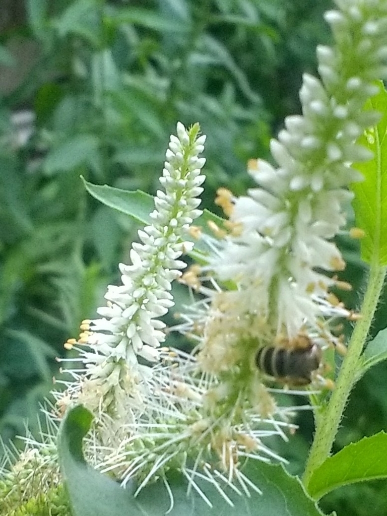 Furrow Bees in July 2021 by Pam Phillips. On Culver's root · iNaturalist