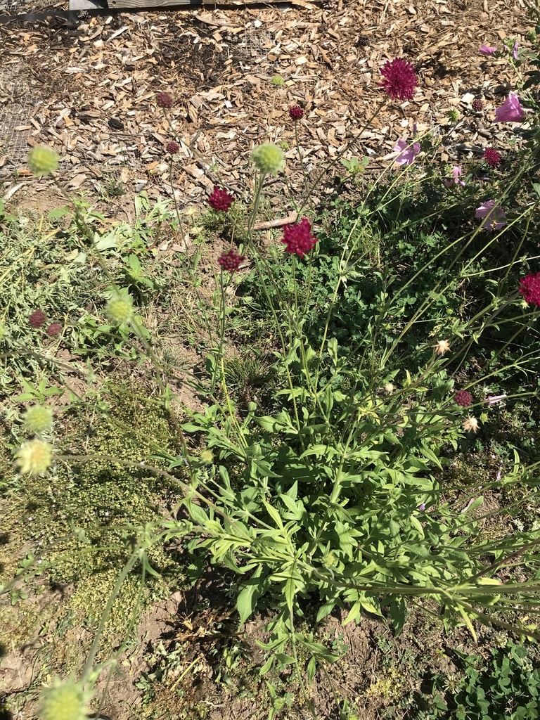 Great burnet from SR-508, Chehalis, WA, US on July 27, 2021 at 01:43 PM ...