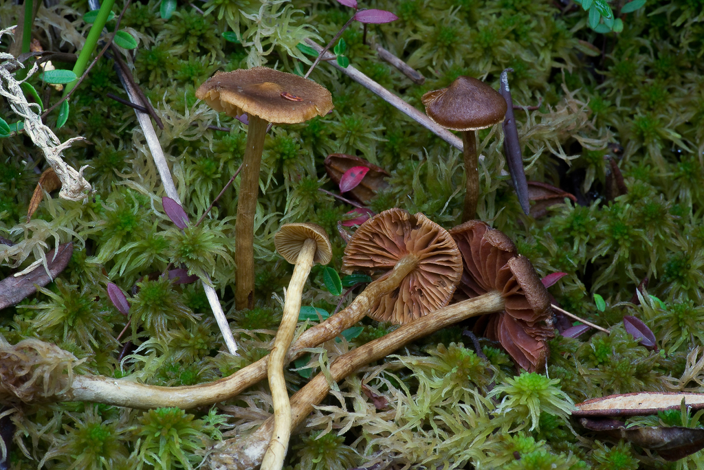 Cortinarius tubarius from Forks, WA, US on October 3, 2020 at 05:12 PM ...