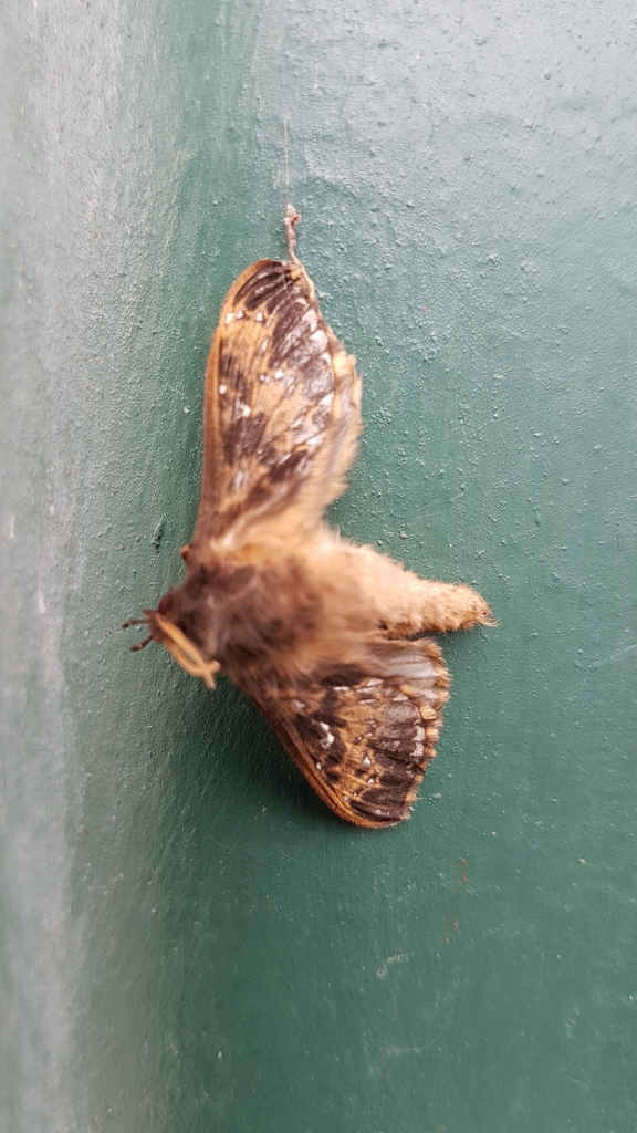 Winter Ghost Moth from Barrytown, New Zealand on July 28, 2021 at 03:10 ...