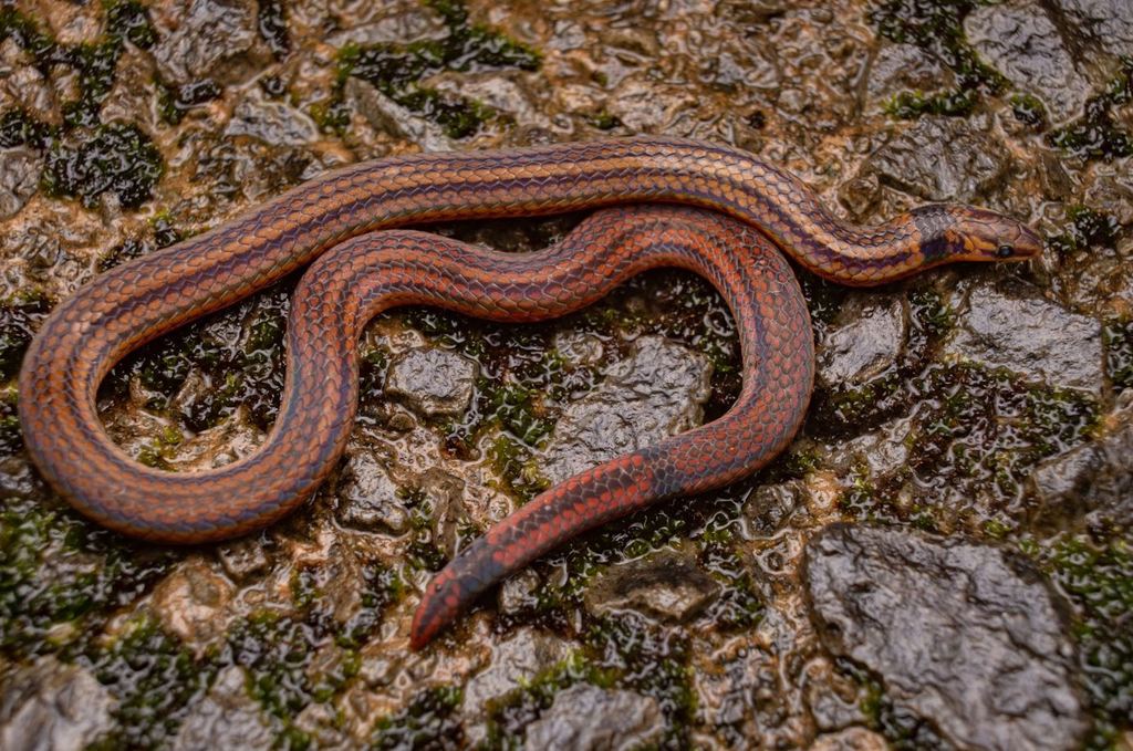 Calamaria leucogaster (6th 蛇年大吉 part 1) · iNaturalist