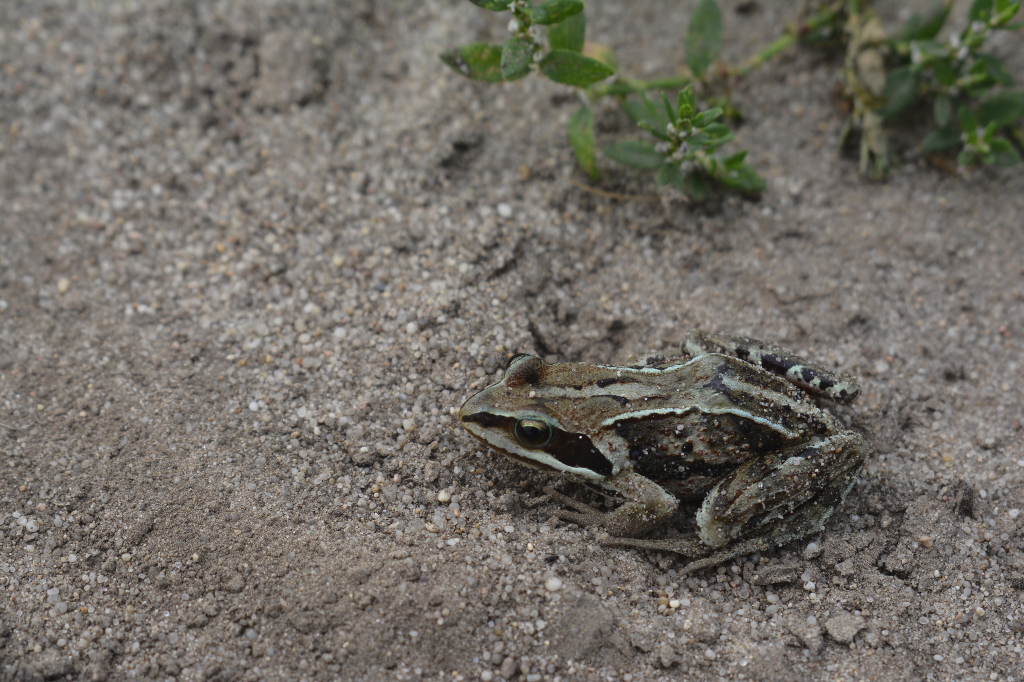 Rana amurensis Boulenger, 1886