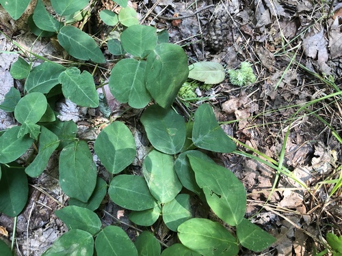 spreading tick trefoil (Hybrid Desmodium × humifusum) · iNaturalist