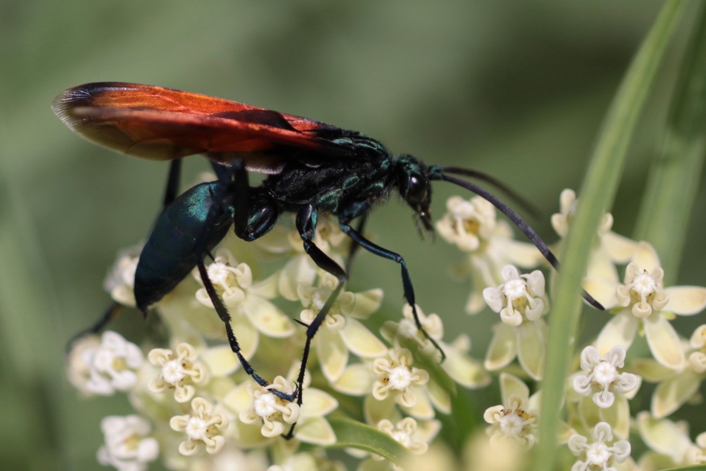New World Tarantula-hawk Wasps from San Diego County, CA, USA on July ...