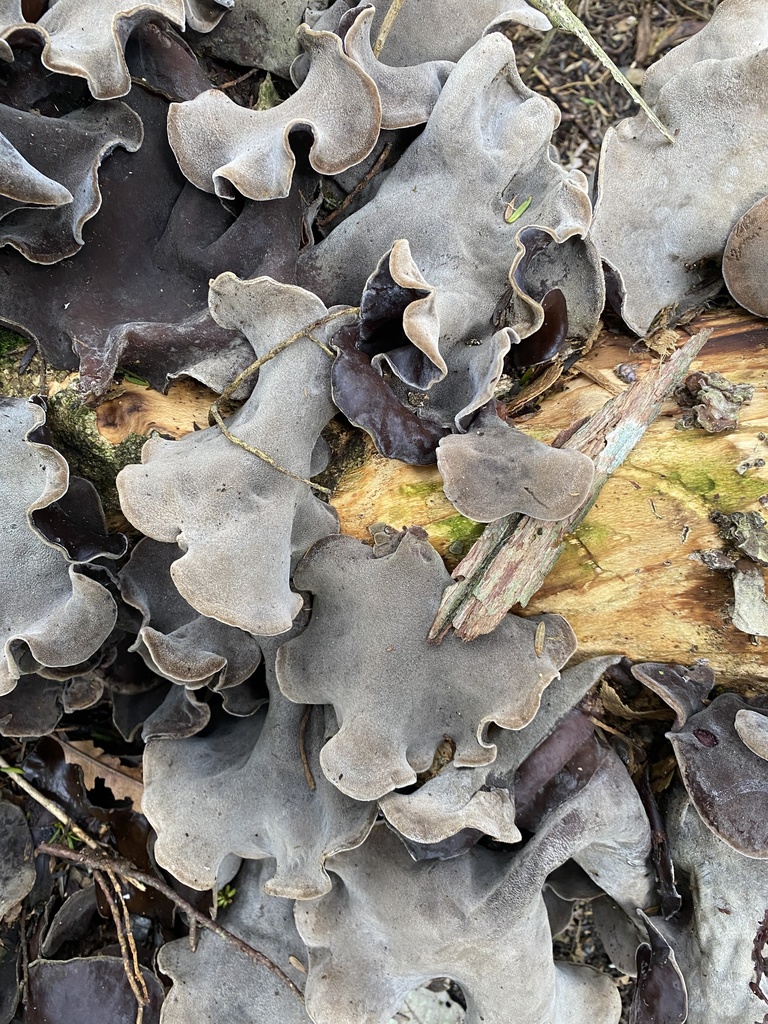 Ear fungus from Orford Park, Manurewa, Auckland, NZ on July 28, 2021 at ...